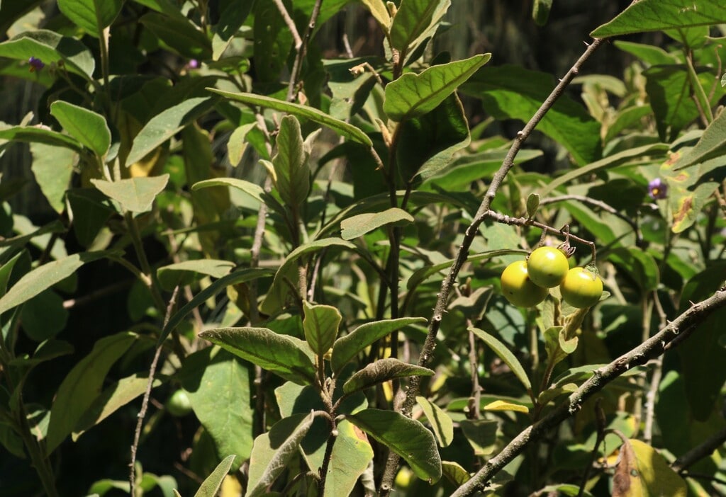 The healing plants of mount Meru - Wandering Goddess
