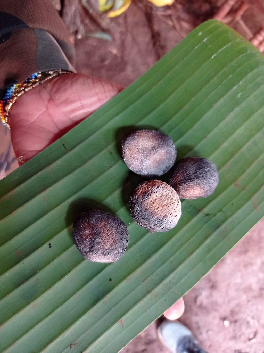 Oyster nuts - super food of the Kilimanjaro - Wandering Goddess